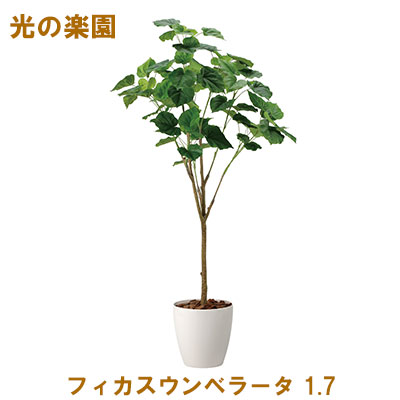 ☆ 光の楽園 (2117A430-51) フィカスウンベラータ 1.7 95102 京都のちょっとセレブなお店 問屋・仕入れ・卸・卸売の専門【仕入れならNETSEA】