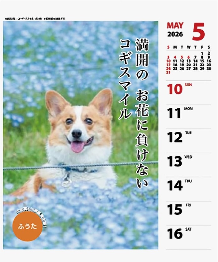 カレンダー 2026年 コーギー川柳 週めくり 卓上/壁掛け CL-390 | 卸売・ 問屋・仕入れの専門サイト【NETSEA】